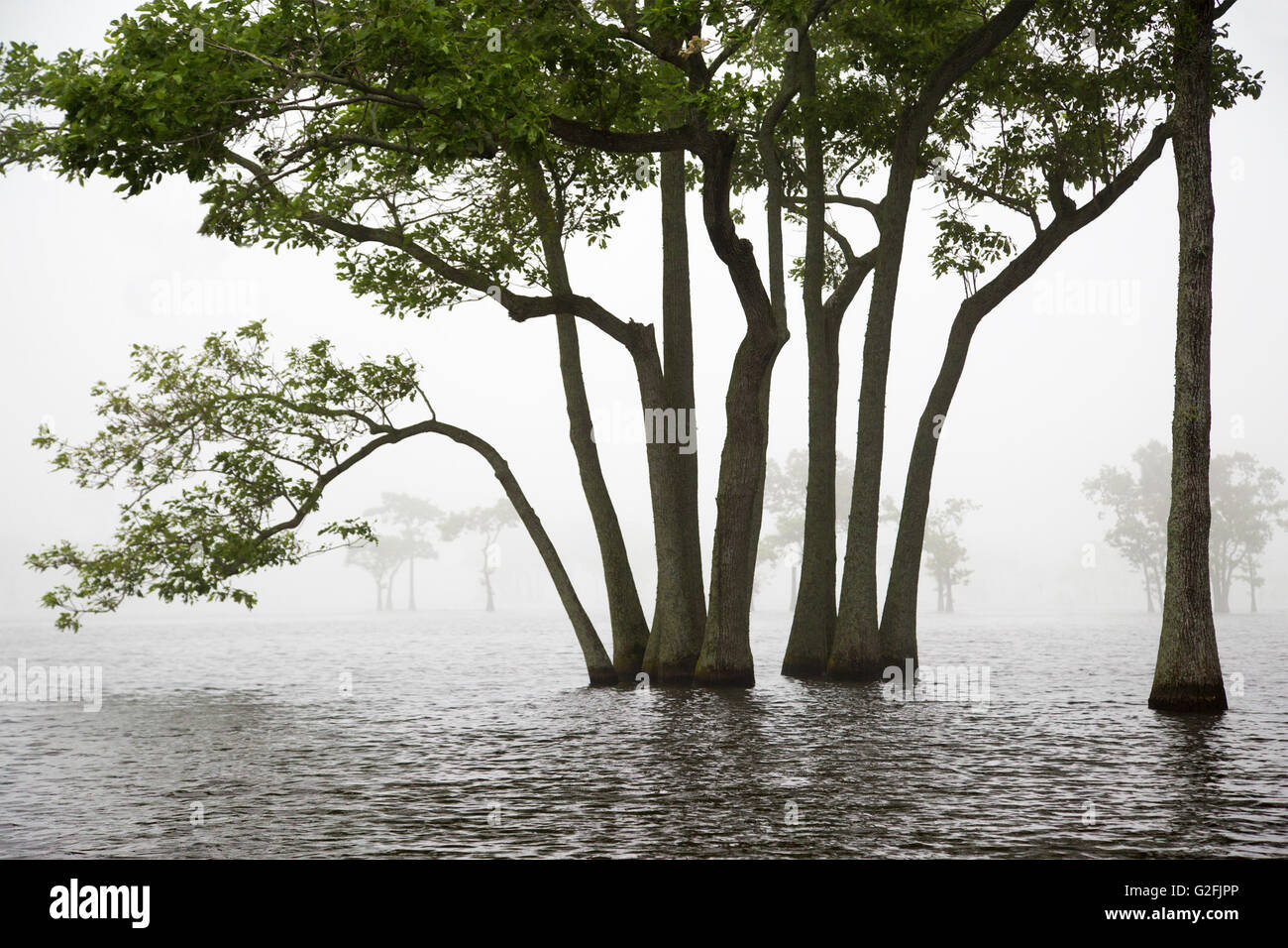 Water tupelo hi-res stock photography and images - Alamy