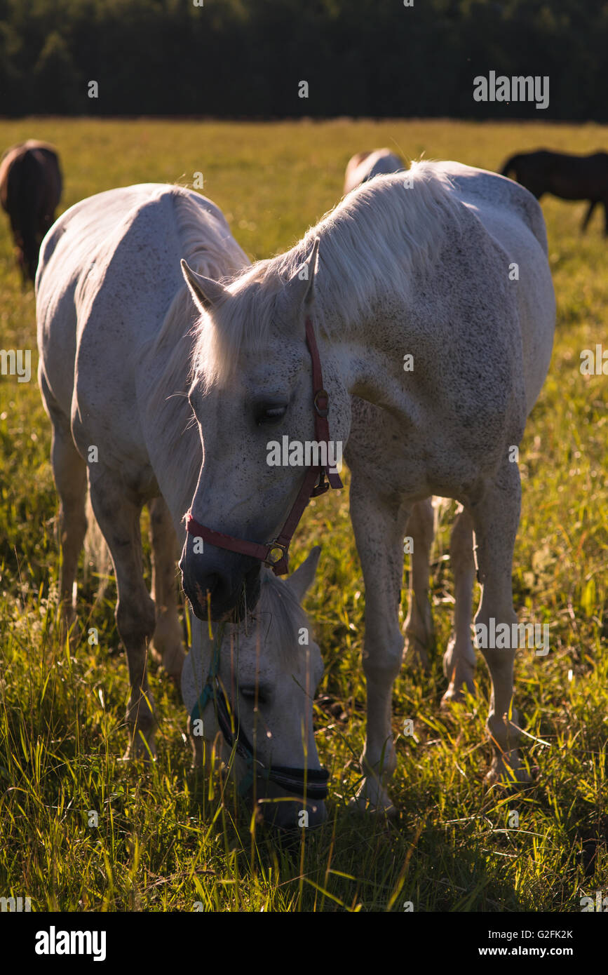 Paddock horse hi-res stock photography and images - Alamy