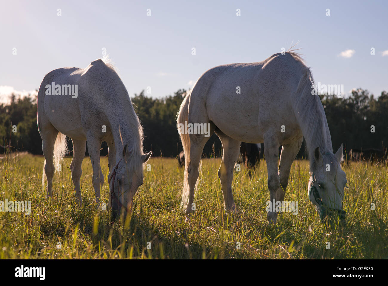 Paddock horse hi-res stock photography and images - Alamy