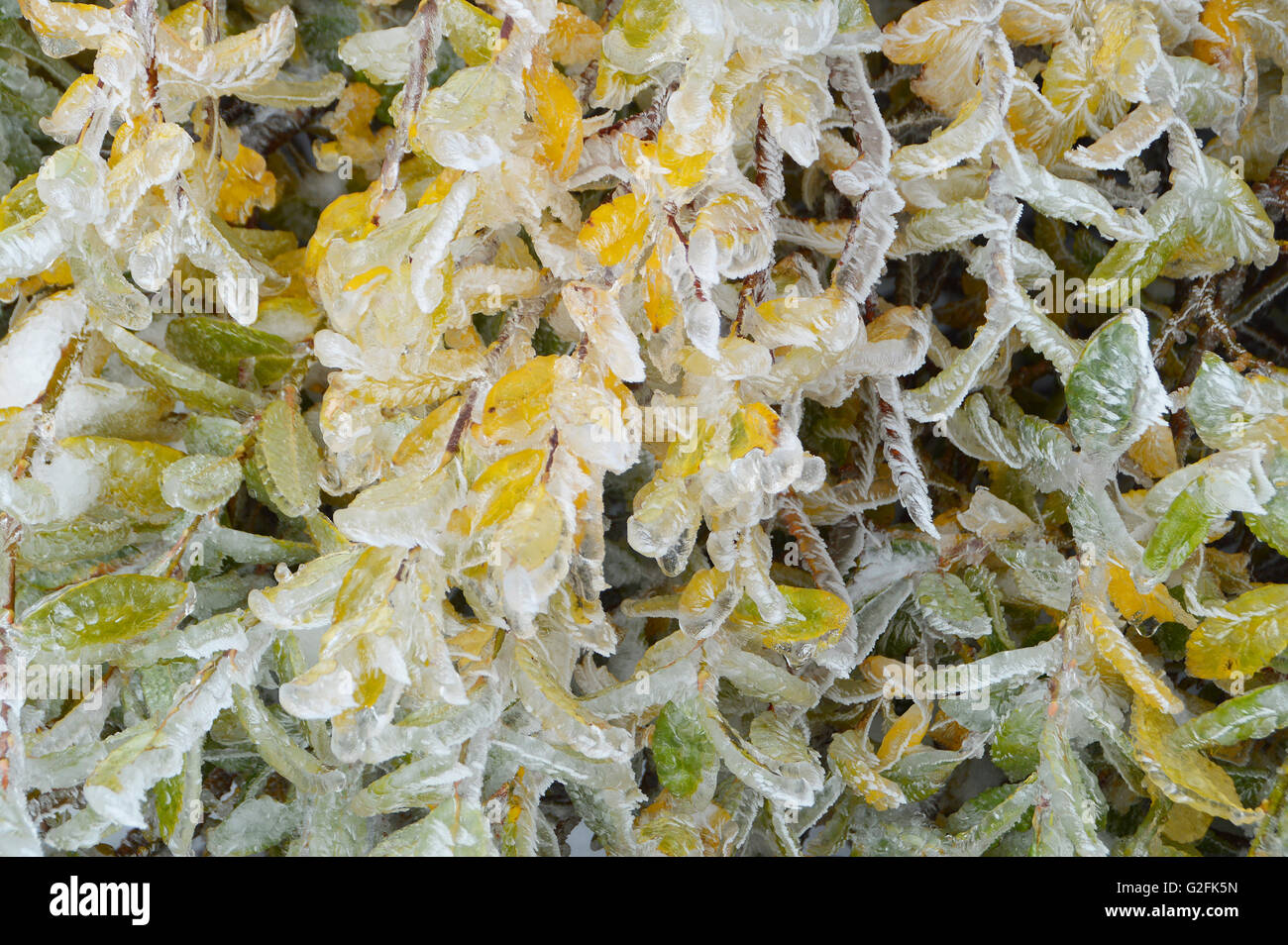 Ice Covered Colorful Autumn Leaves Stock Photo - Alamy