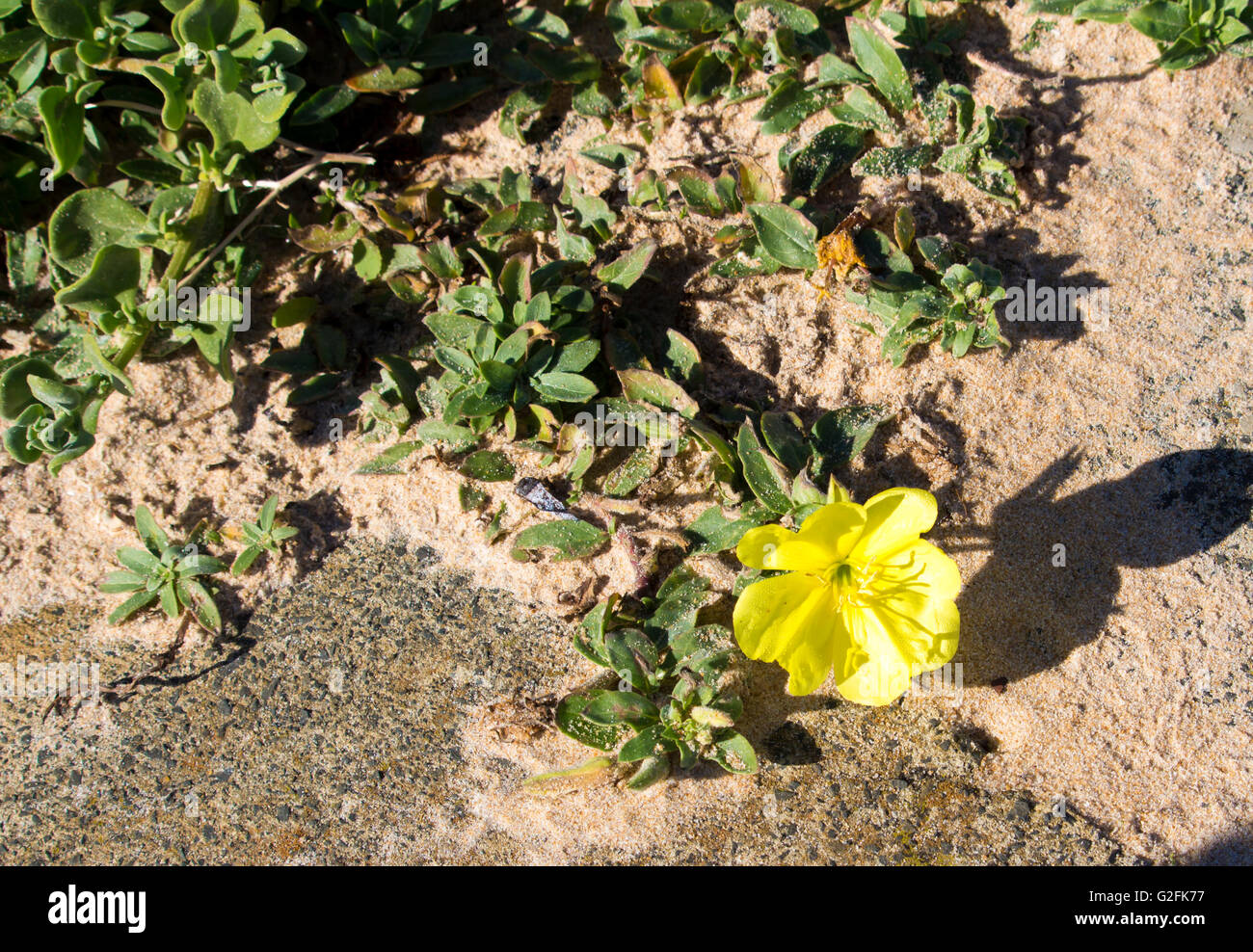 Beach primrose hi-res stock photography and images - Alamy