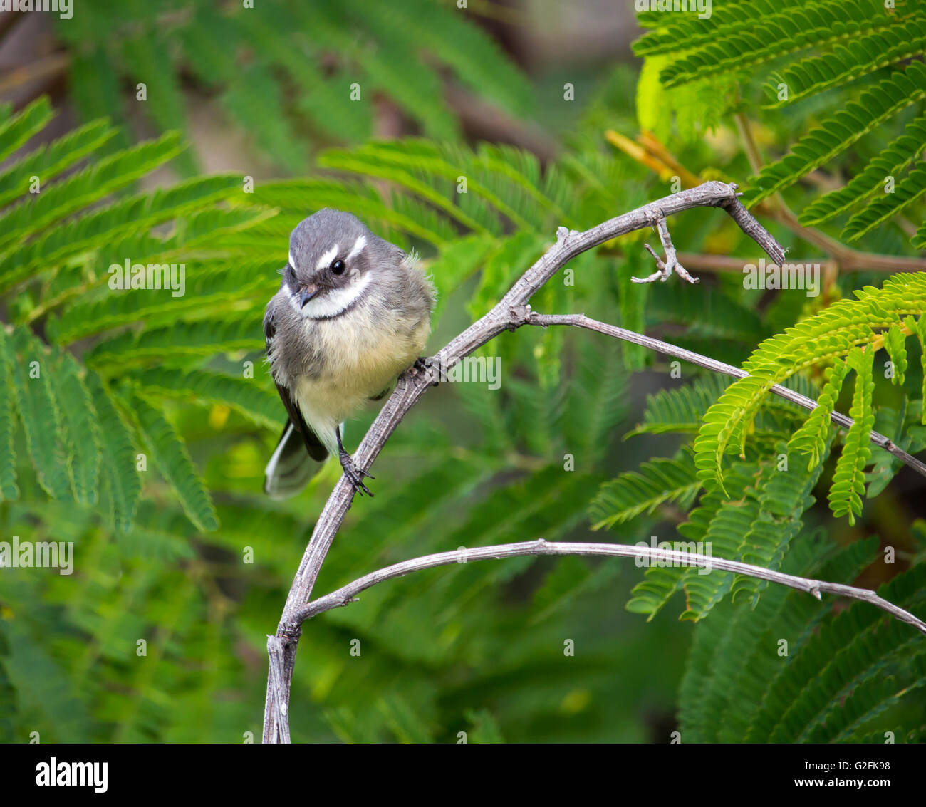 Swamp wattle hi-res stock photography and images - Alamy