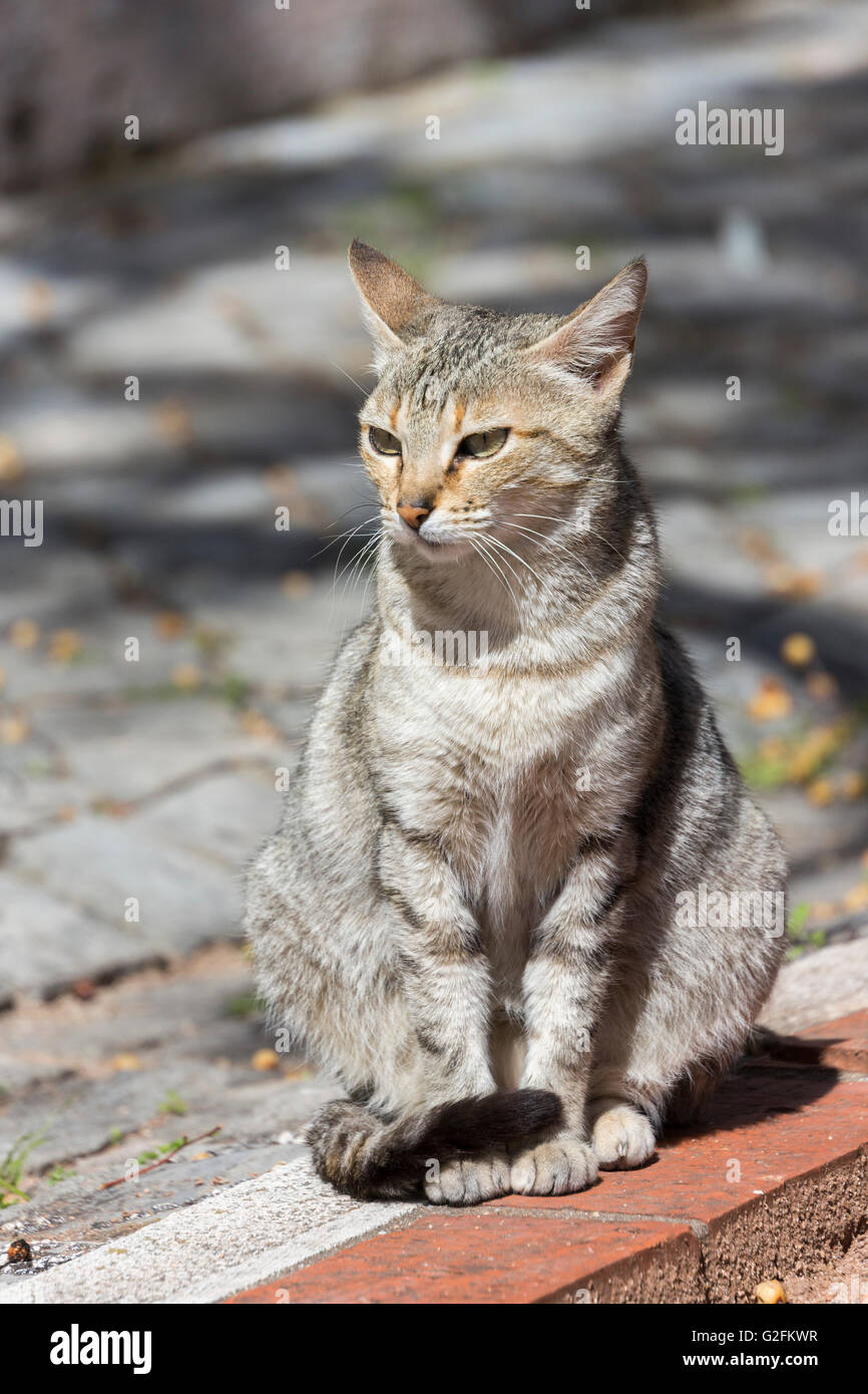 Cat, Algarve, Portugal Stock Photo - Alamy