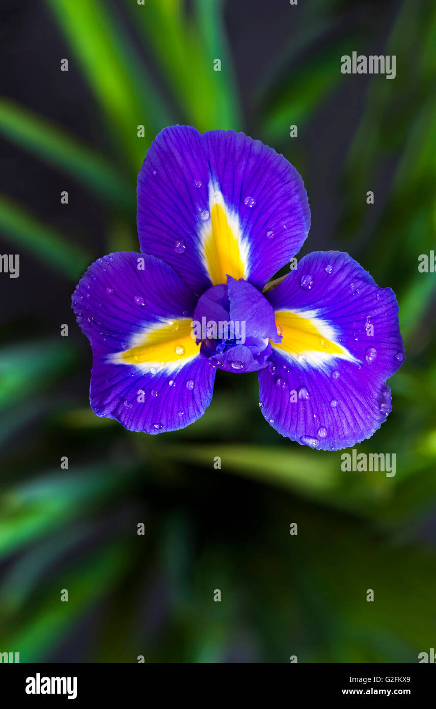 Iris Water Design High Resolution Stock Photography and Images - Alamy