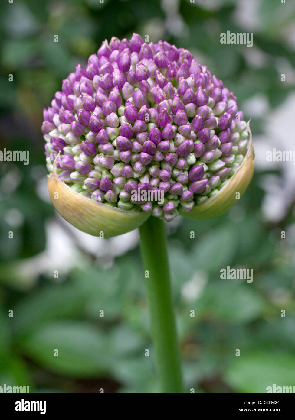 Budding and opening Allium Stock Photo - Alamy