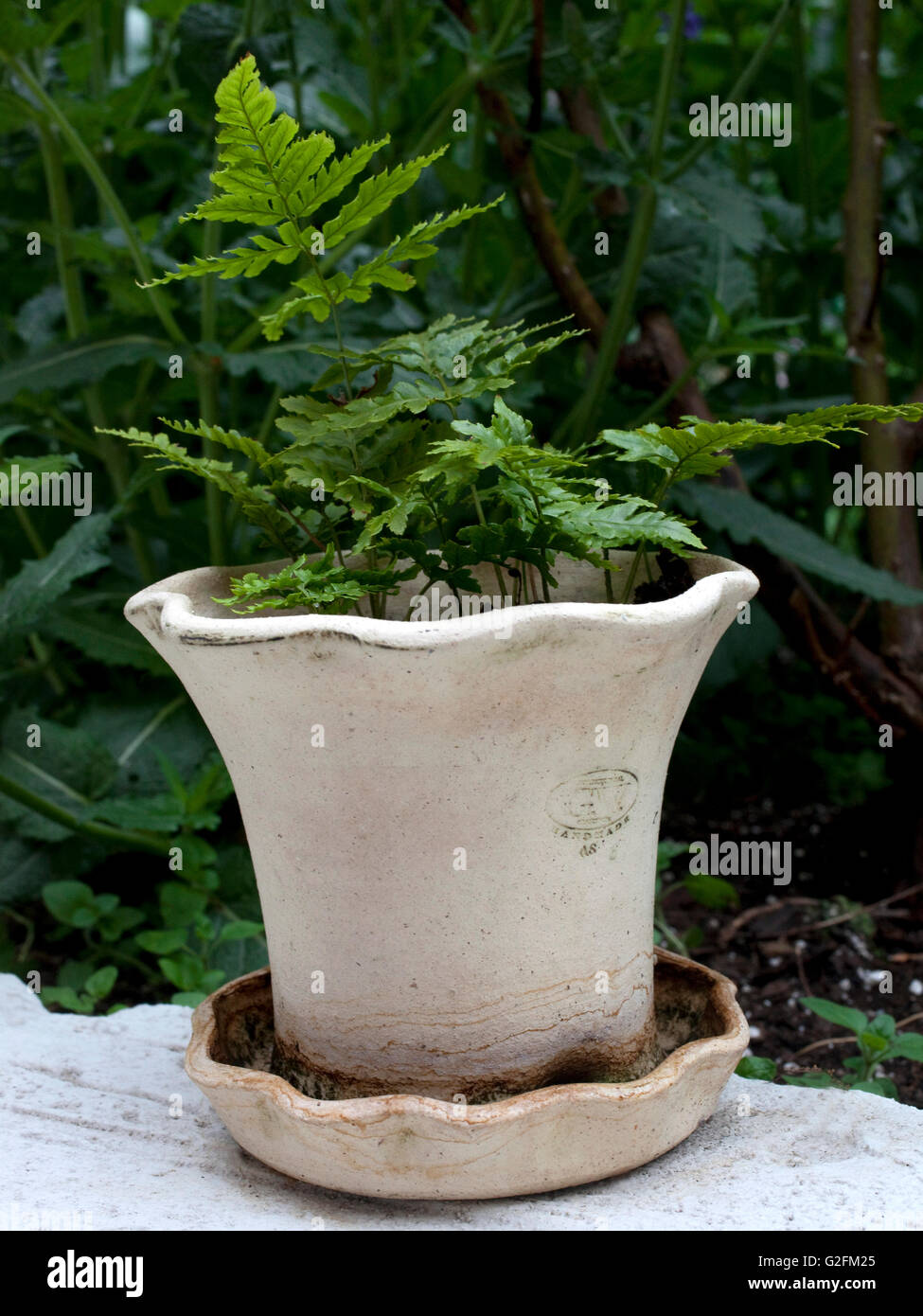 Potted garden hi-res stock photography and images - Alamy