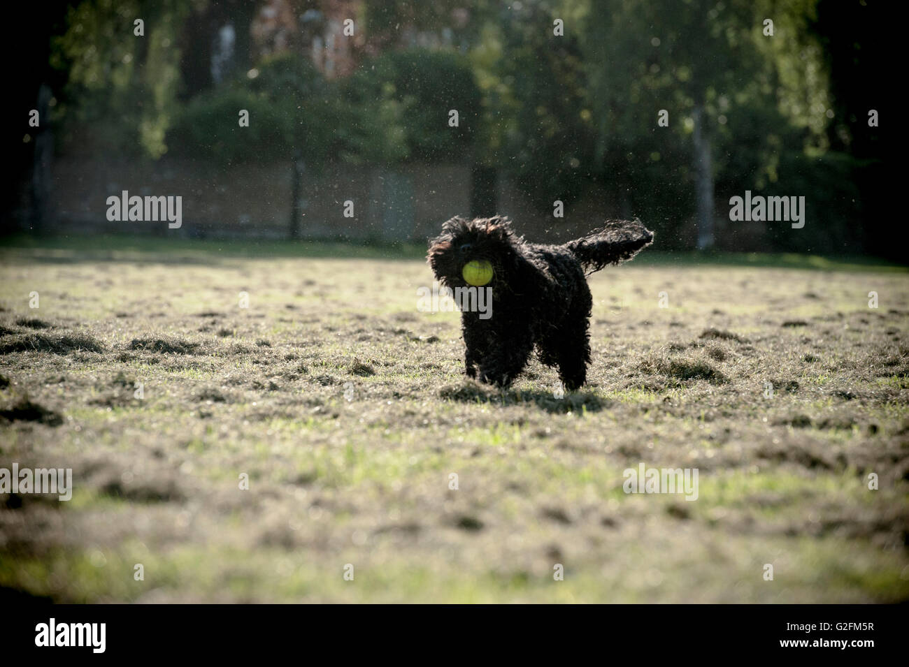 Puppy runs hi-res stock photography and images - Alamy