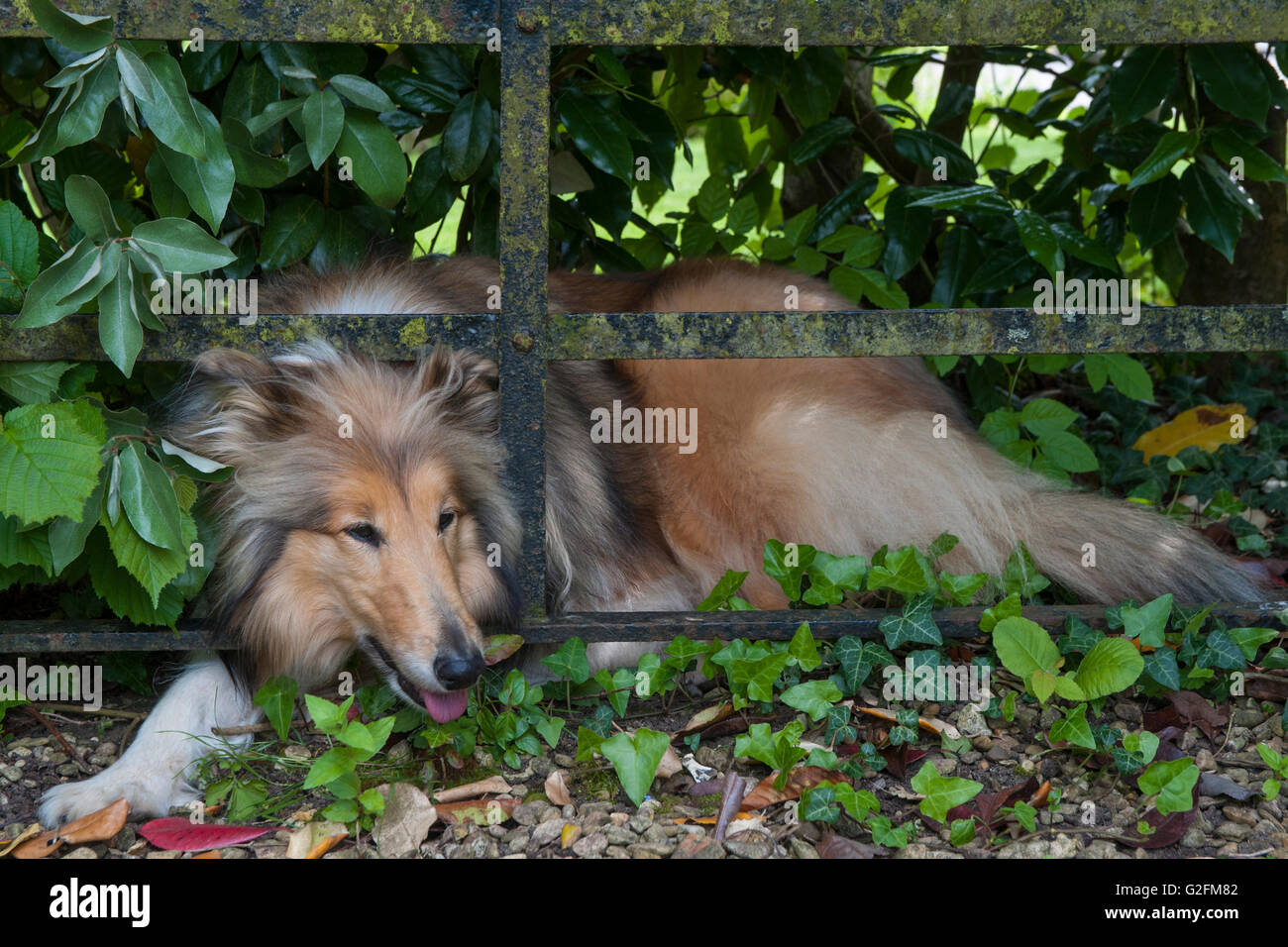 The Rough Collie (also known as the Long-Haired Collie) is a long ...