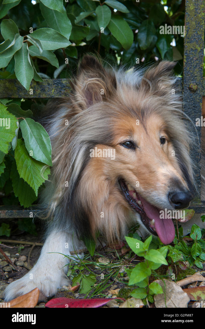 The Rough Collie (also known as the Long-Haired Collie) is a long ...