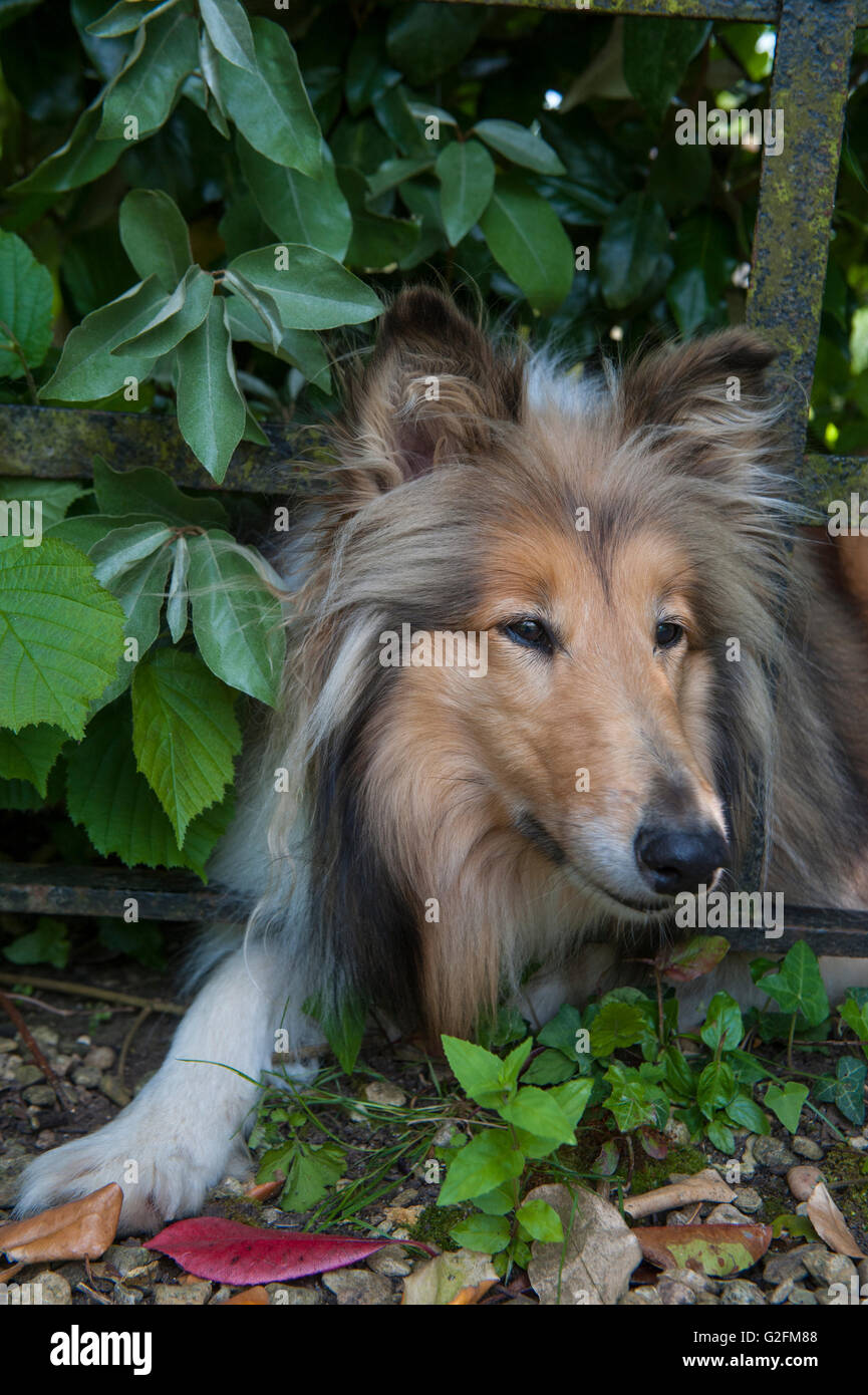 The Rough Collie (also known as the Long-Haired Collie) is a long ...