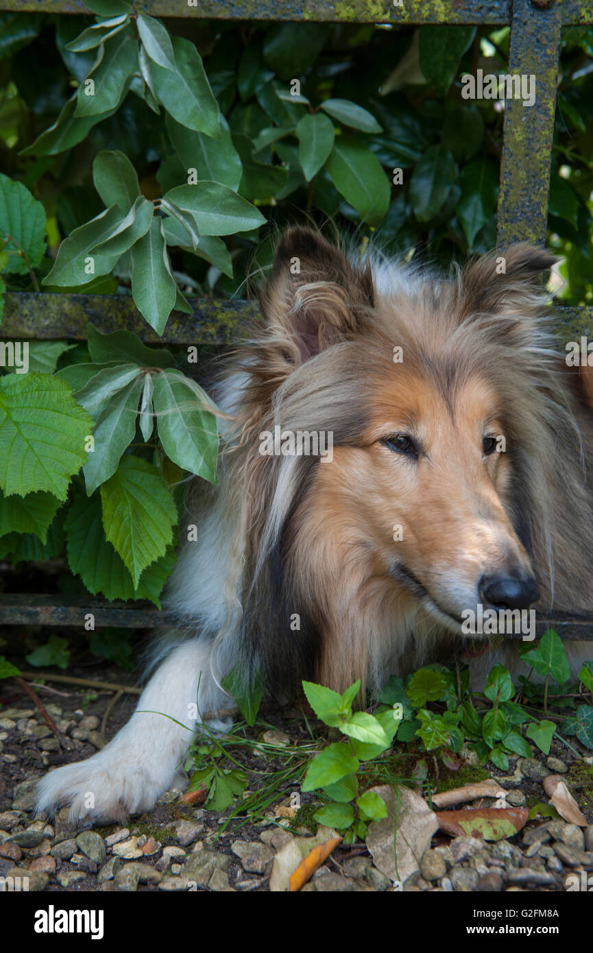 The Rough Collie (also known as the Long-Haired Collie) is a long ...
