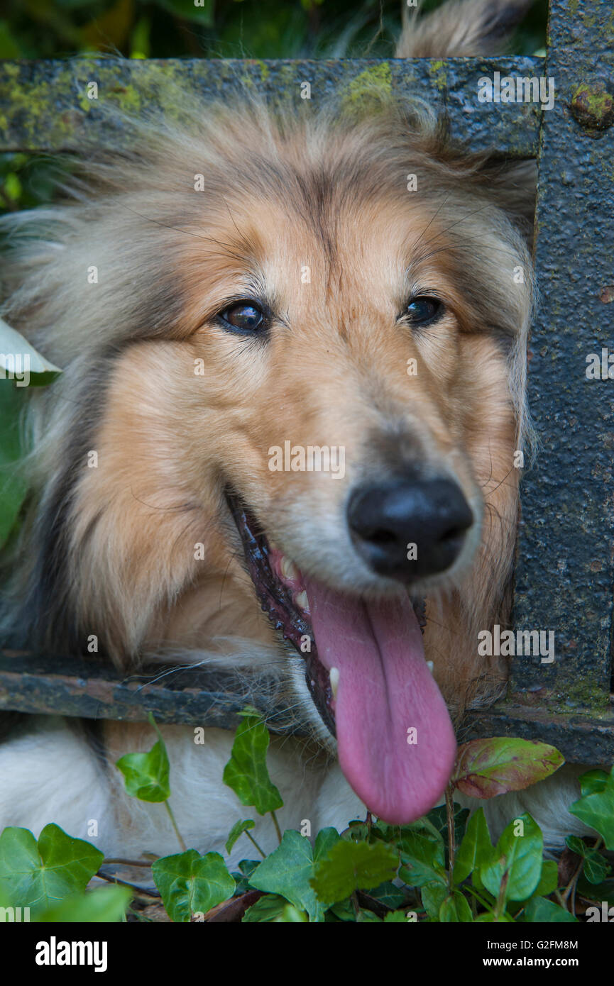 The Rough Collie (also known as the Long-Haired Collie) is a long ...