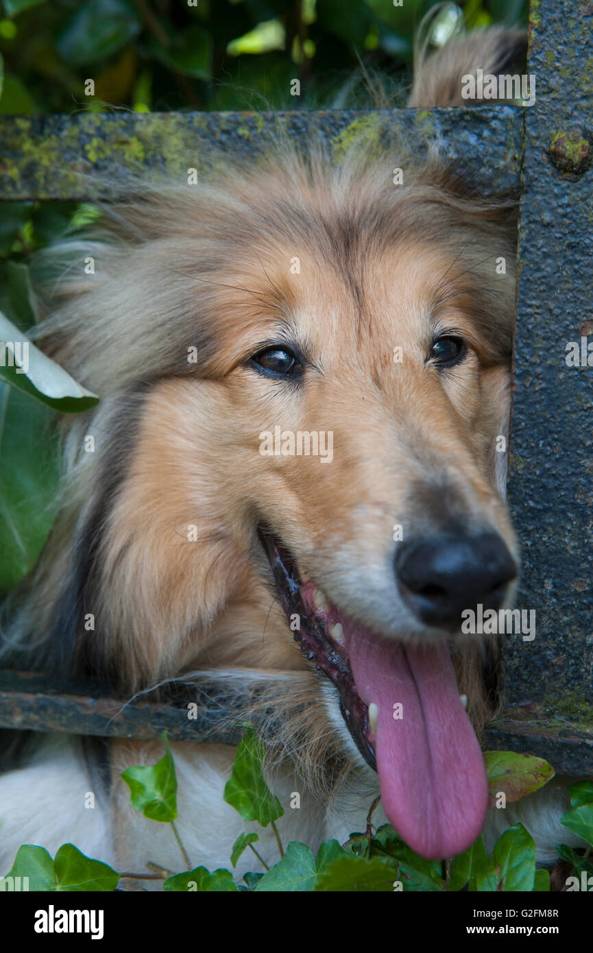 The Rough Collie (also known as the Long-Haired Collie) is a long ...