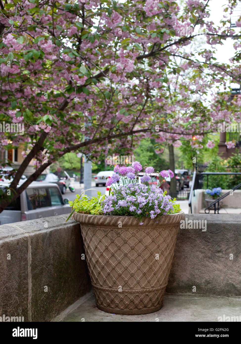 brooklyn spring morning dusk sunrise tee trees flowers bloom blossoms ...