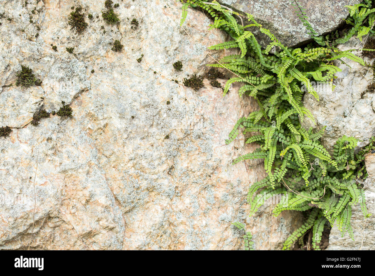 View on bright plant growing from stone wall Stock Photo - Alamy