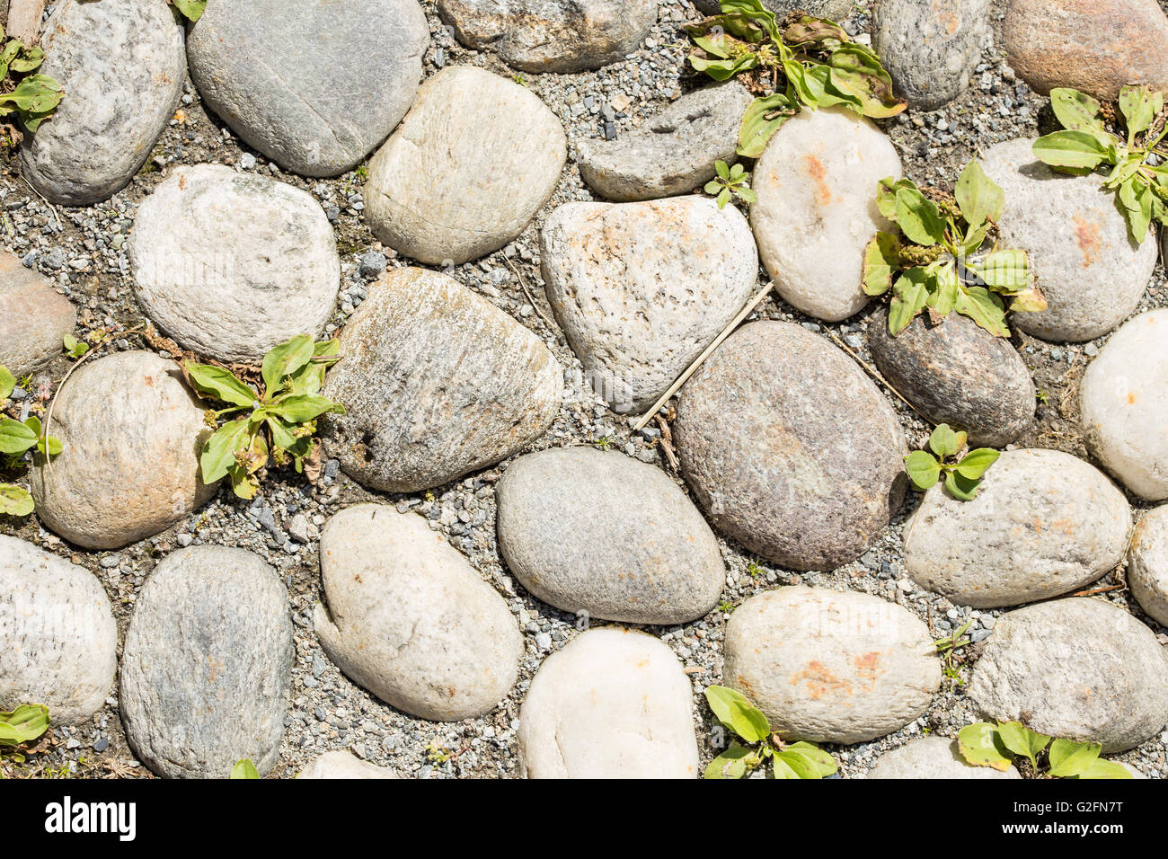 Pathway made of cobble stones with growing plants in close-up Stock ...