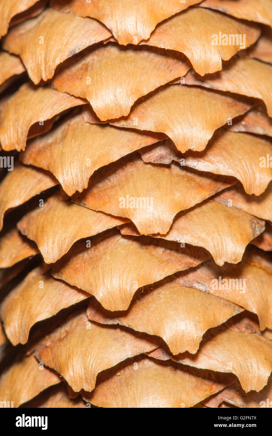 Close-up view of a cedar husk. Can be used as texture or background ...