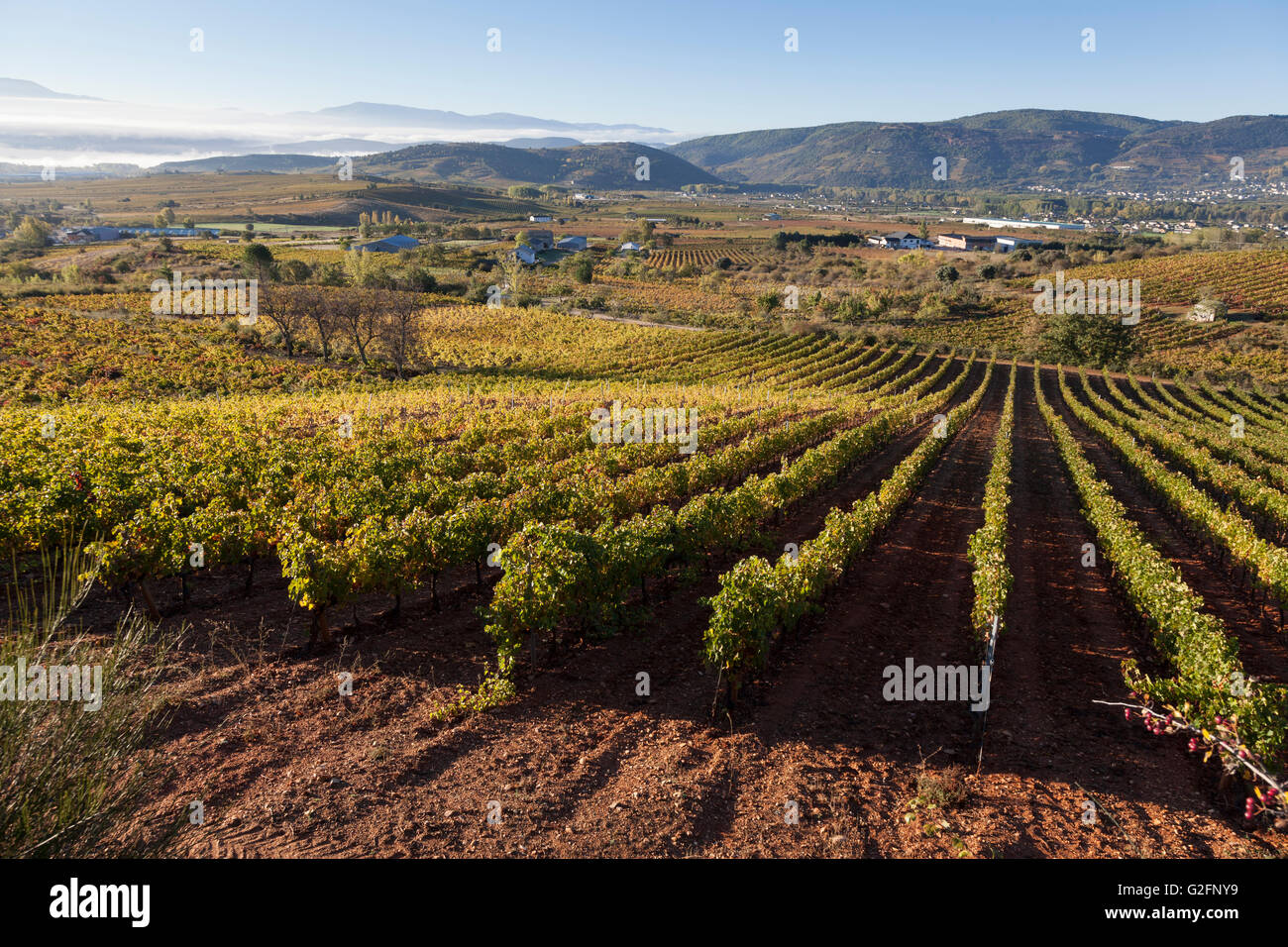 Villafranca del Bierzo, Spain: Vineyards along the Camino Francés Stock ...