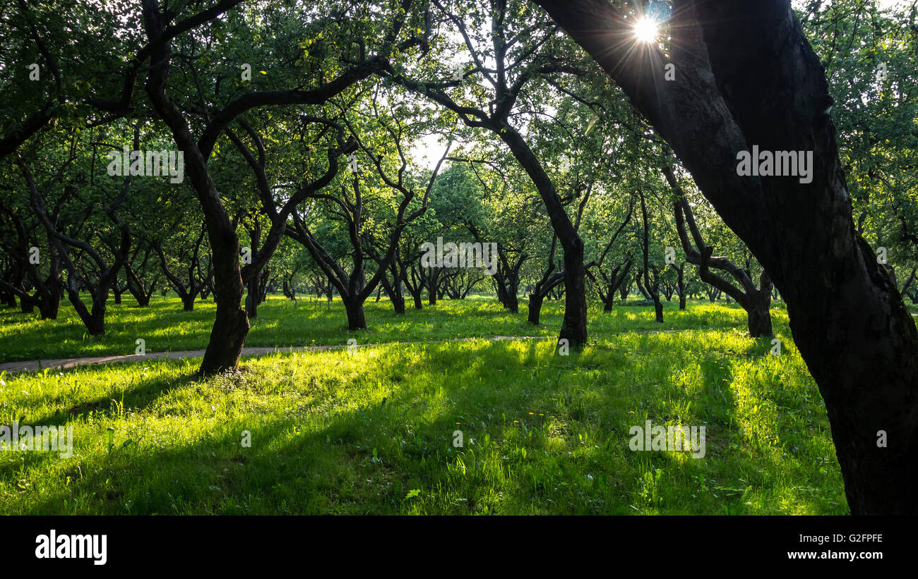 Sunlight apple hi-res stock photography and images - Alamy