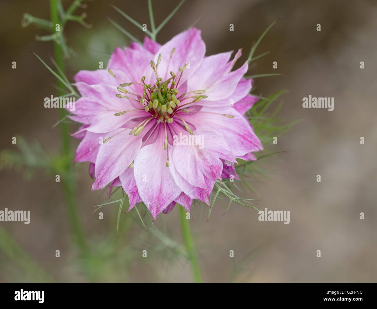 Pink mist flower hi-res stock photography and images - Alamy