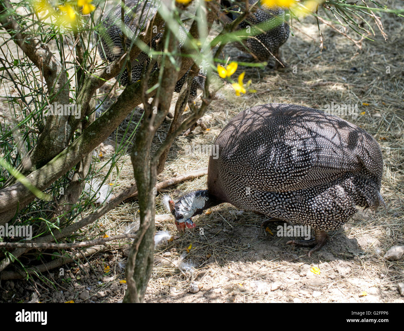 Range poultry hi-res stock photography and images - Alamy