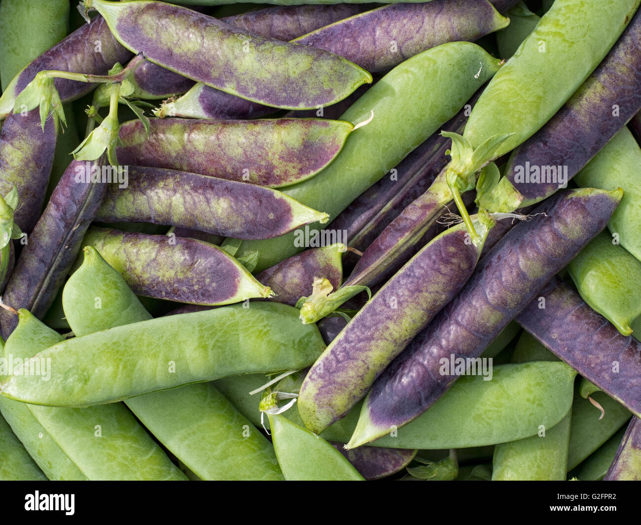 Purple Pea Pods