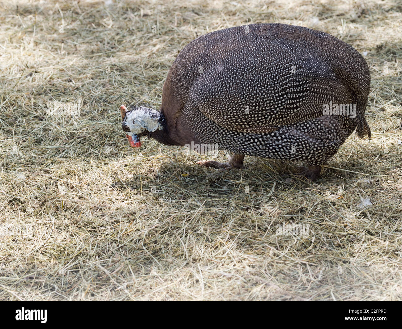 Guinea fowl foraging in sunshine Stock Photo - Alamy