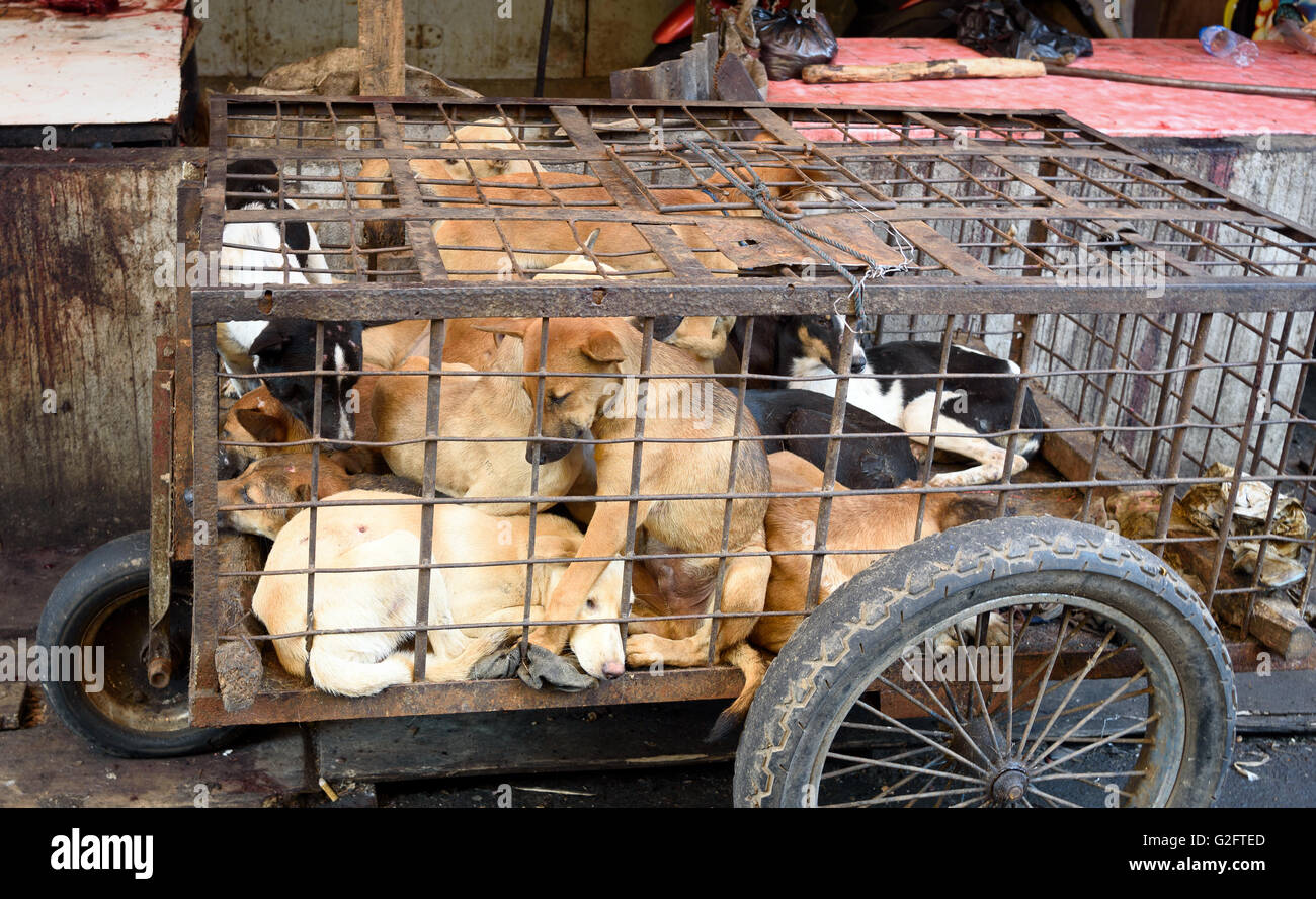 Dogs in cage awaiting slaughter on Tomohon Traditional Market. North ...