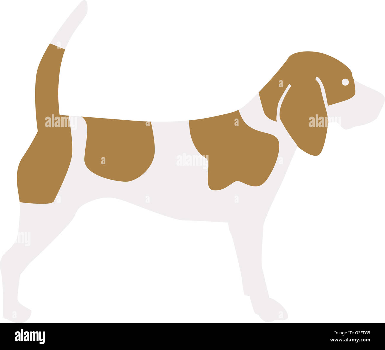 English beagle Cut Out Stock Images & Pictures - Alamy