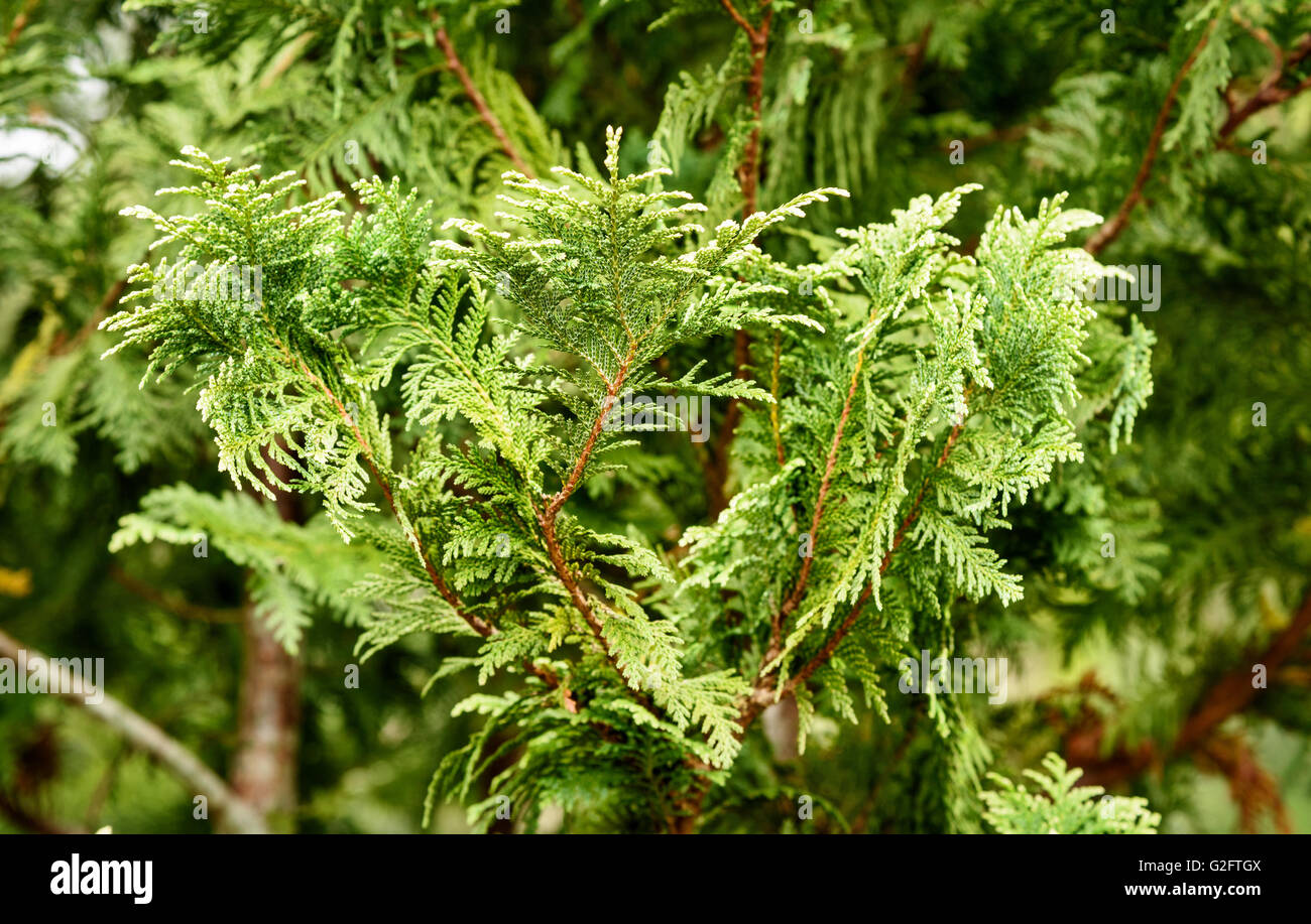 Branch of Green cypress tree. Background texture Stock Photo - Alamy
