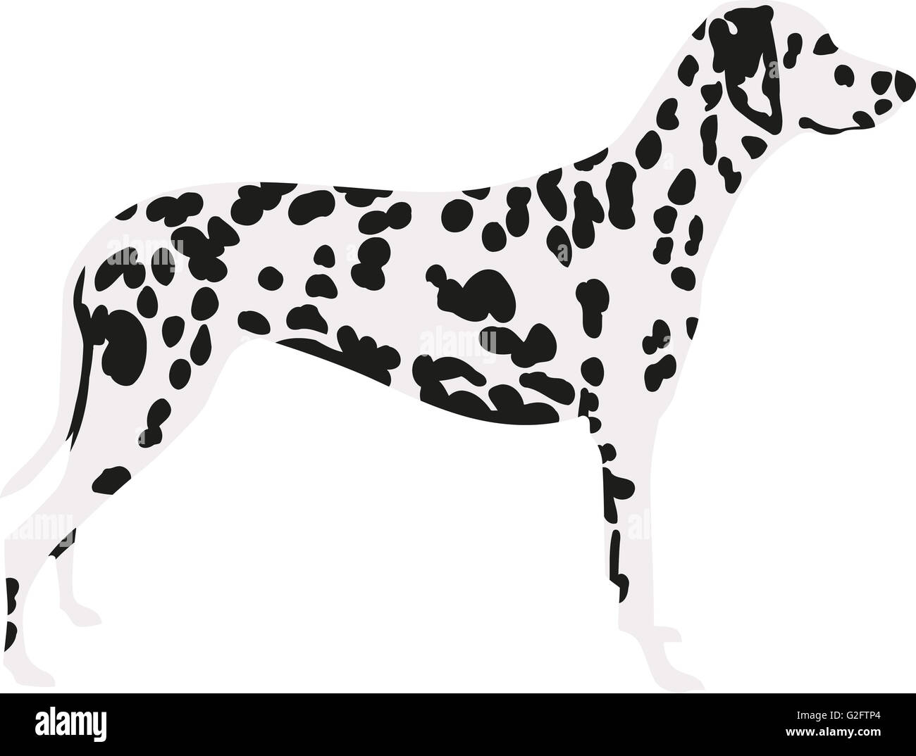 Dalmatian in two colors with spotted coat Stock Photo - Alamy