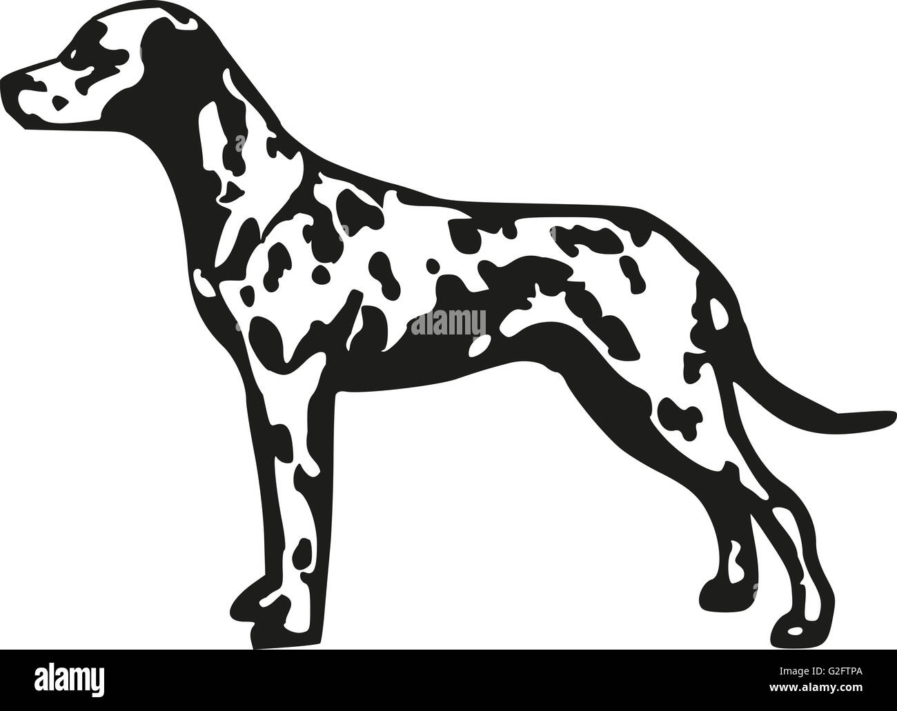 Dalmatian spotted coach dog Stock Photo - Alamy
