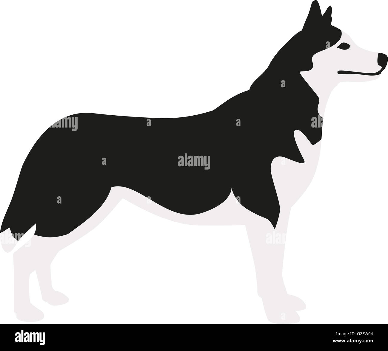 Husky dog illustration hi-res stock photography and images - Alamy