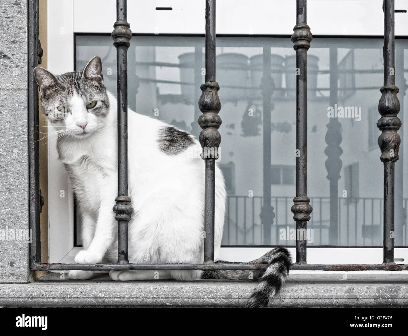 Cat sitting on window ledge behind metal grill Stock Photo - Alamy