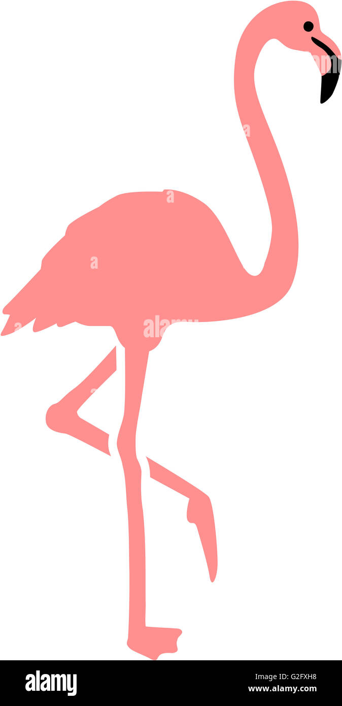 Real pink Flamingo Stock Photo - Alamy