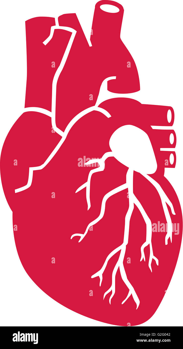 Human heart organ real hi-res stock photography and images - Alamy