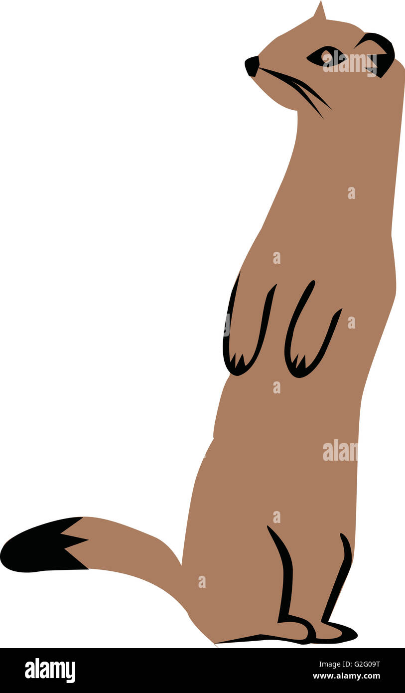 Vector Illustration Stoat Ermine High Resolution Stock Photography and ...
