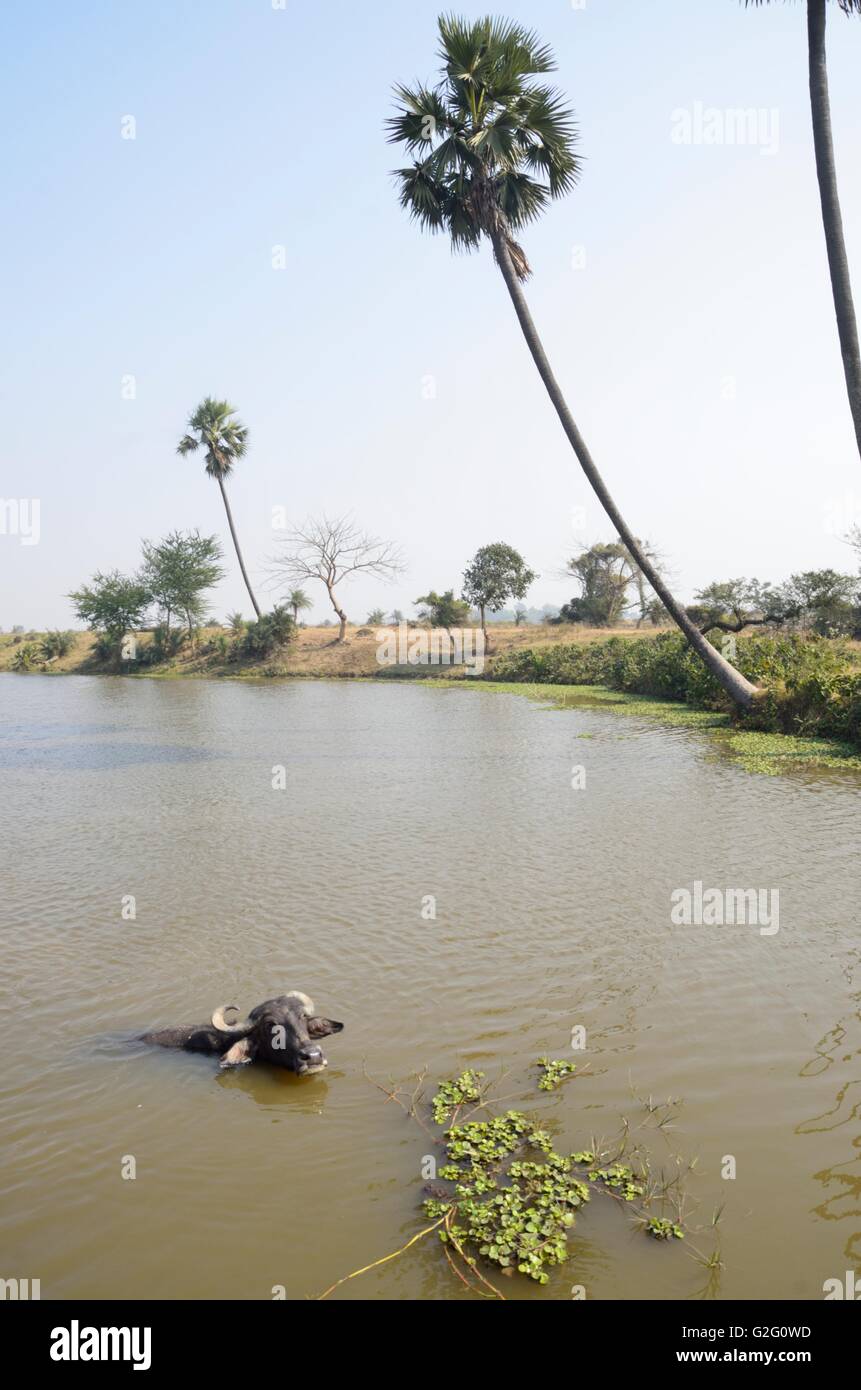 Village scenery rural west bengal hi-res stock photography and images ...