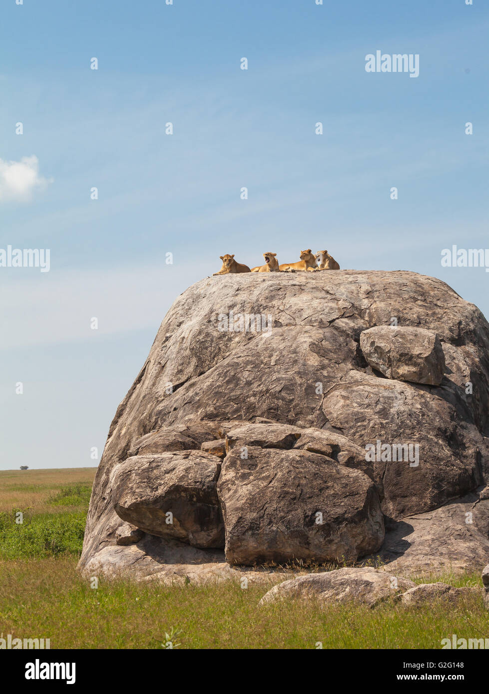 Pride rock kenya hi-res stock photography and images - Alamy