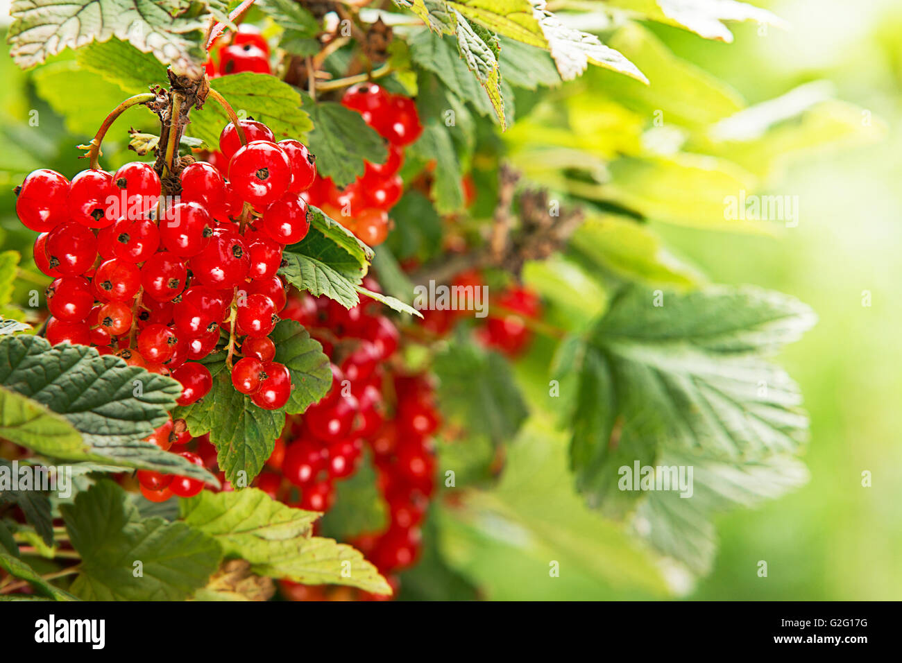 Red current hi-res stock photography and images - Alamy