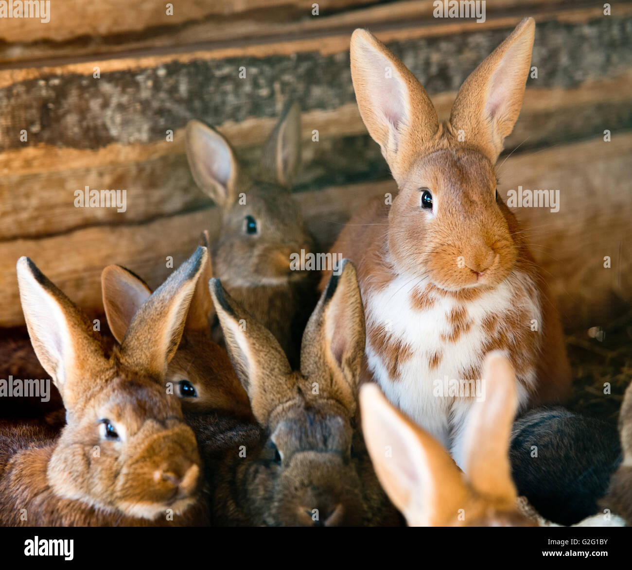 Five rabbits hi-res stock photography and images - Alamy