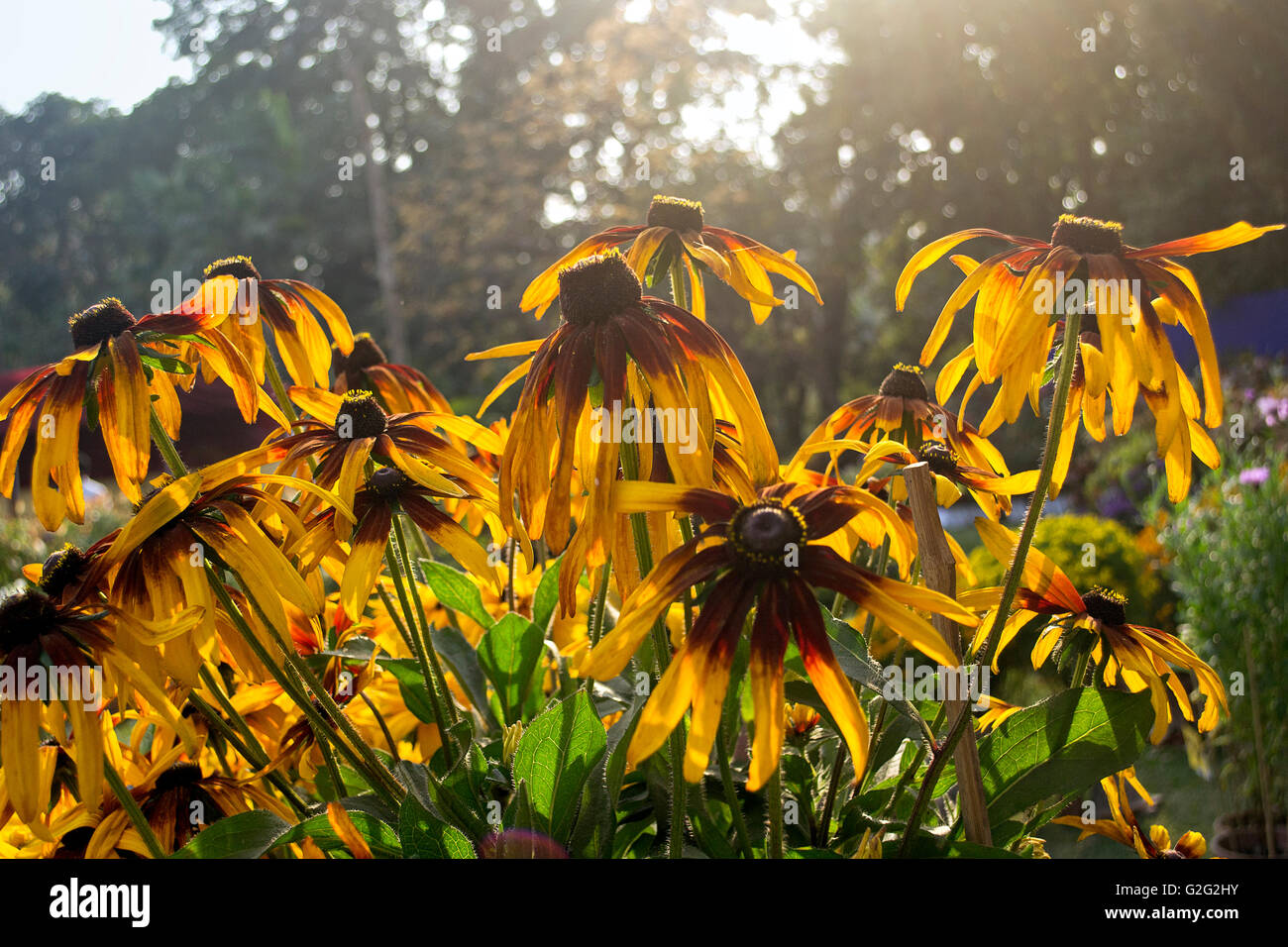 Sun ray on Calendula Flower Stock Photo - Alamy
