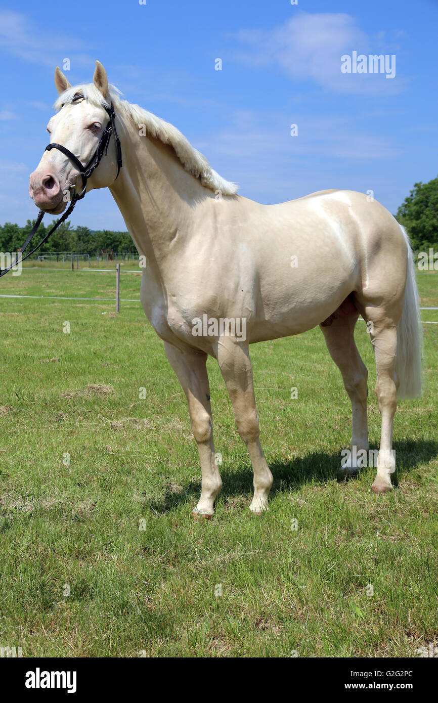 Cremello stallion hi-res stock photography and images - Alamy