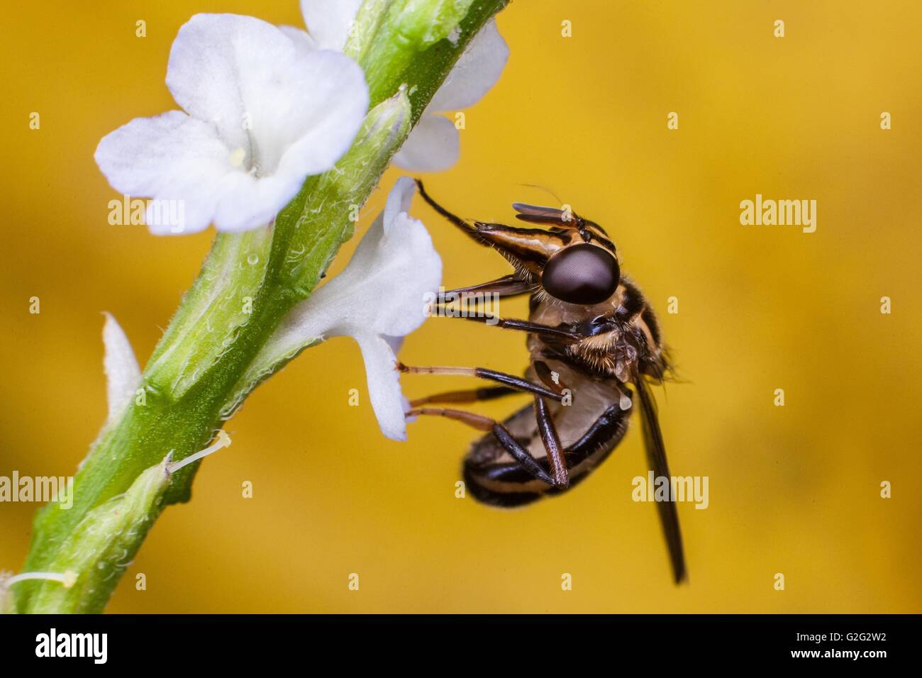 Macro photography close up showed a fruit fly Stock Photo - Alamy