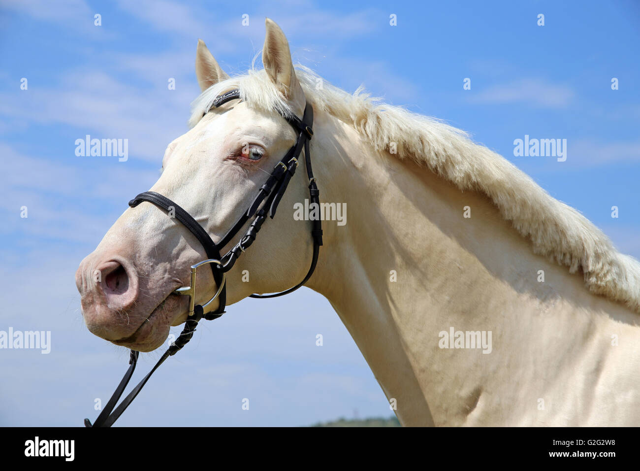Portrait of a young cremello stallion Stock Photo - Alamy