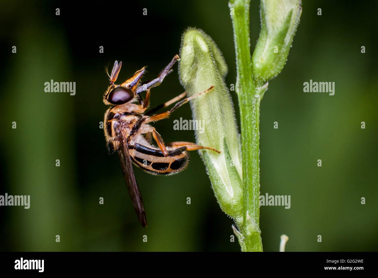 Macro photography close up showed a fruit fly Stock Photo - Alamy