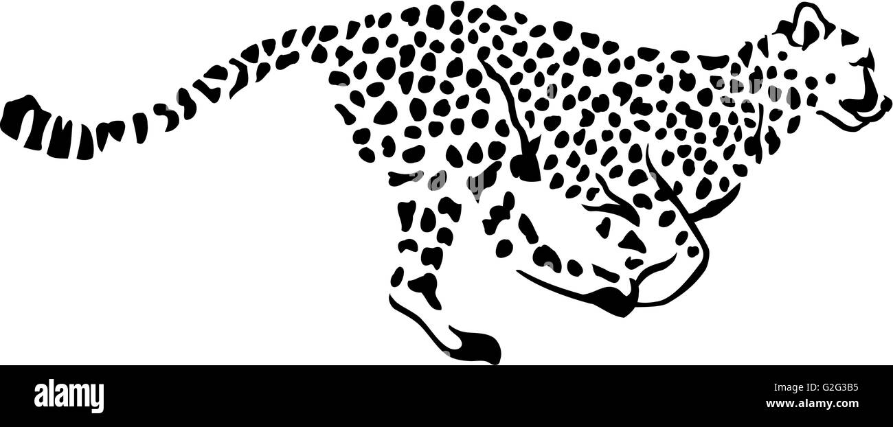 Gepard Black and White Stock Photos & Images - Alamy