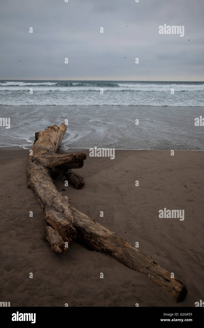 Driftwood in the ocean hi-res stock photography and images - Alamy