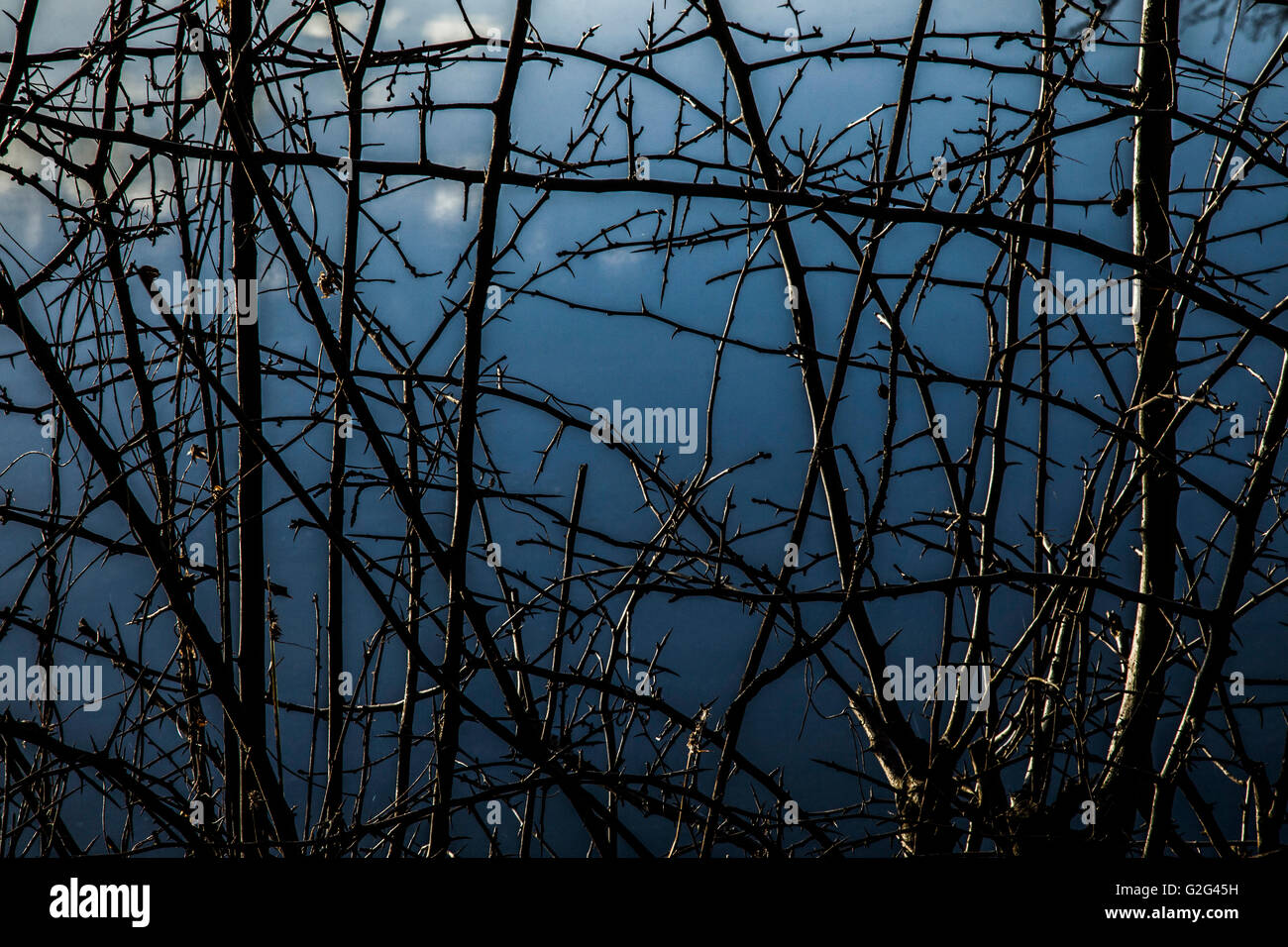 Silhouette of Thorn bush Branches Against Foggy Background Stock Photo ...