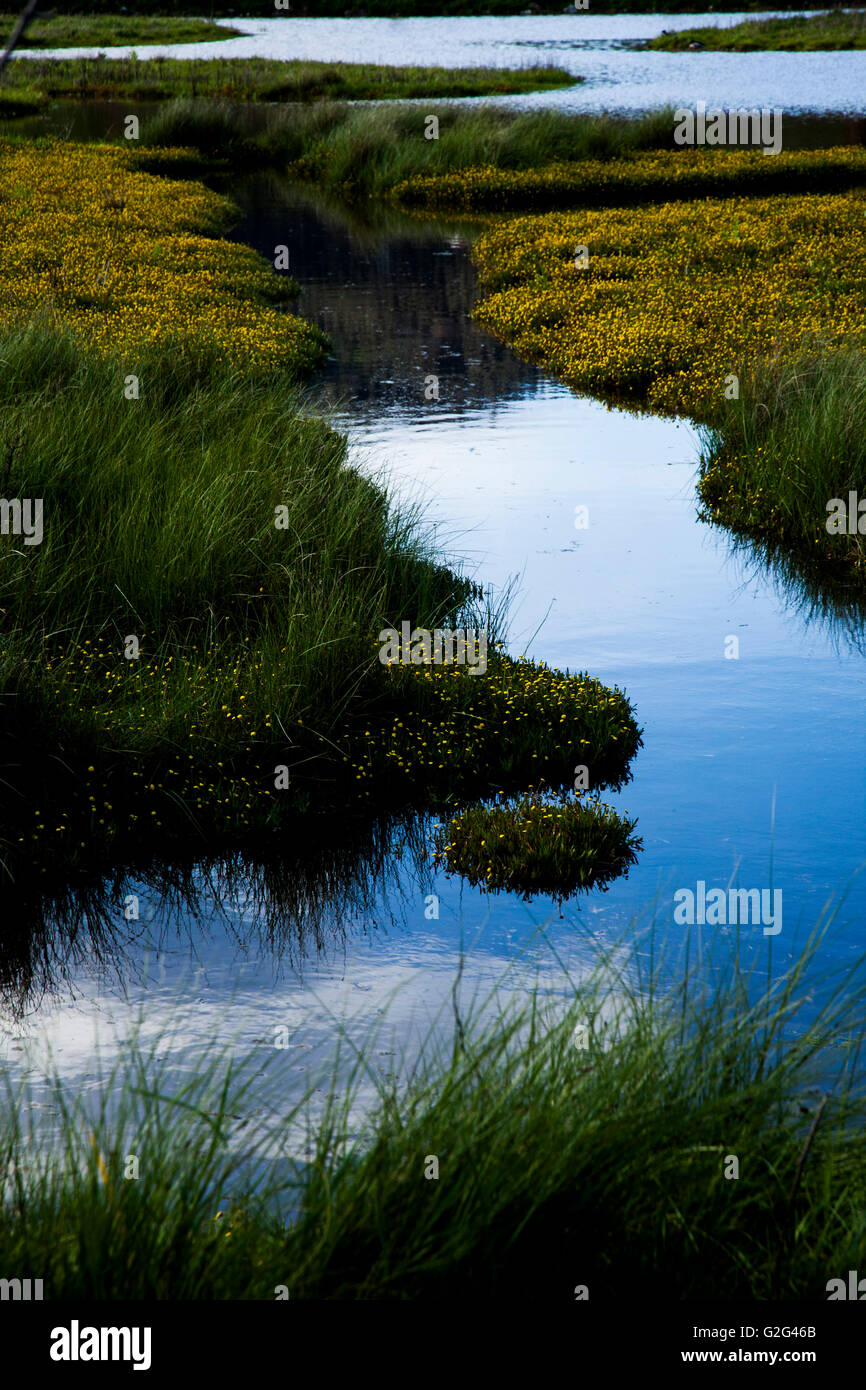 Wetland still hi-res stock photography and images - Alamy